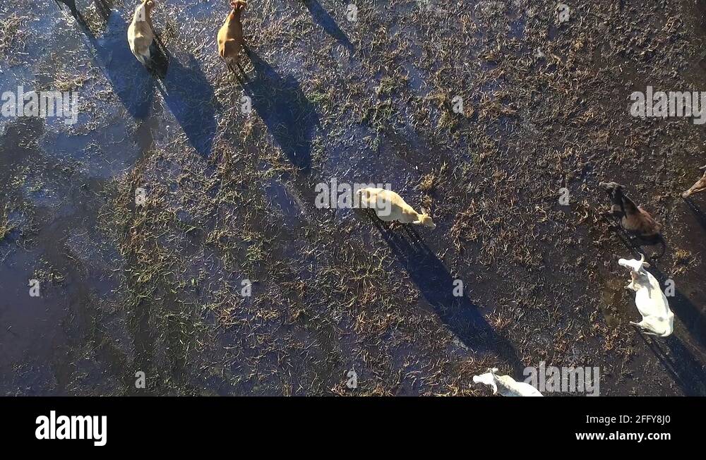 Cow aerial Stock Videos & Footage - HD and 4K Video Clips - Alamy