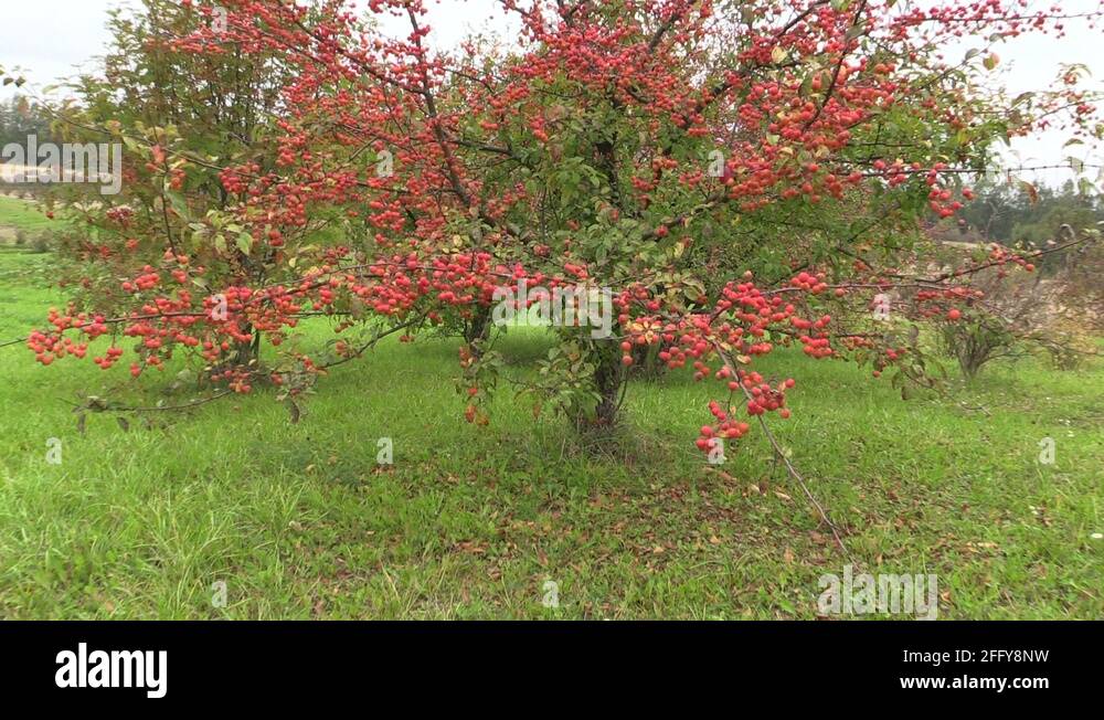 Decorative Japanese apple tree with fruits in botanical garden Stock ...