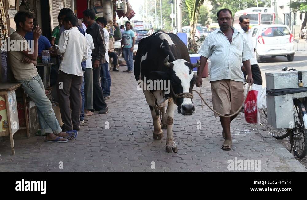 Man leading cow Stock Videos & Footage - HD and 4K Video Clips - Alamy