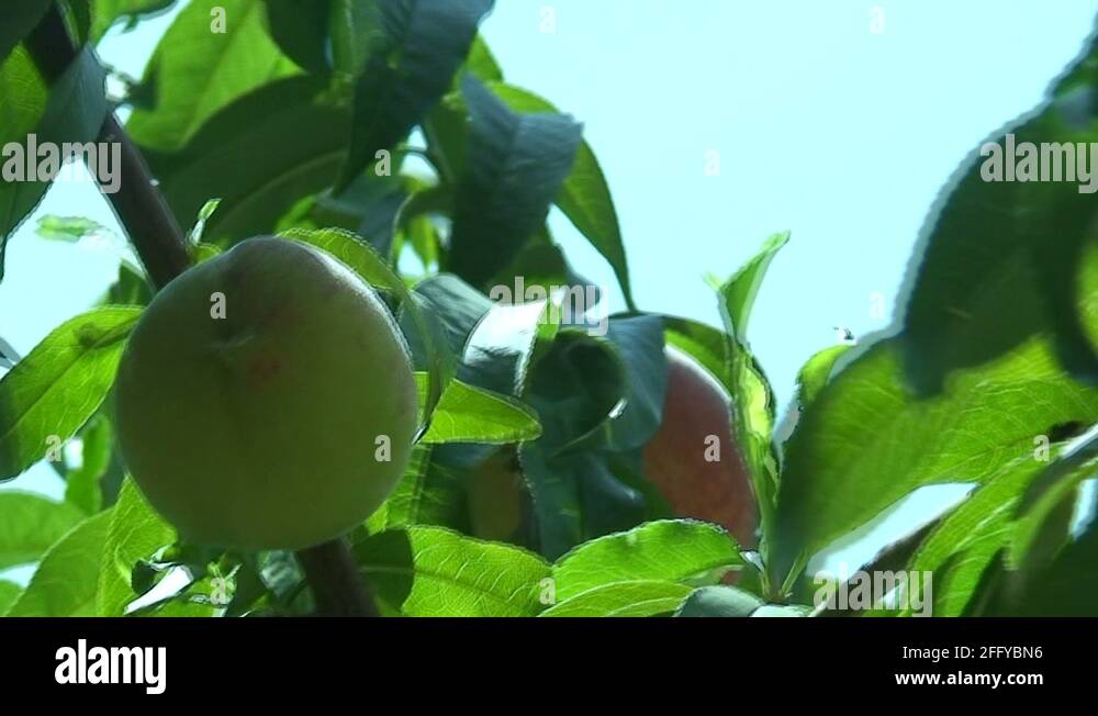 Soft juicy tree fruit Stock Videos & Footage - HD and 4K Video Clips ...