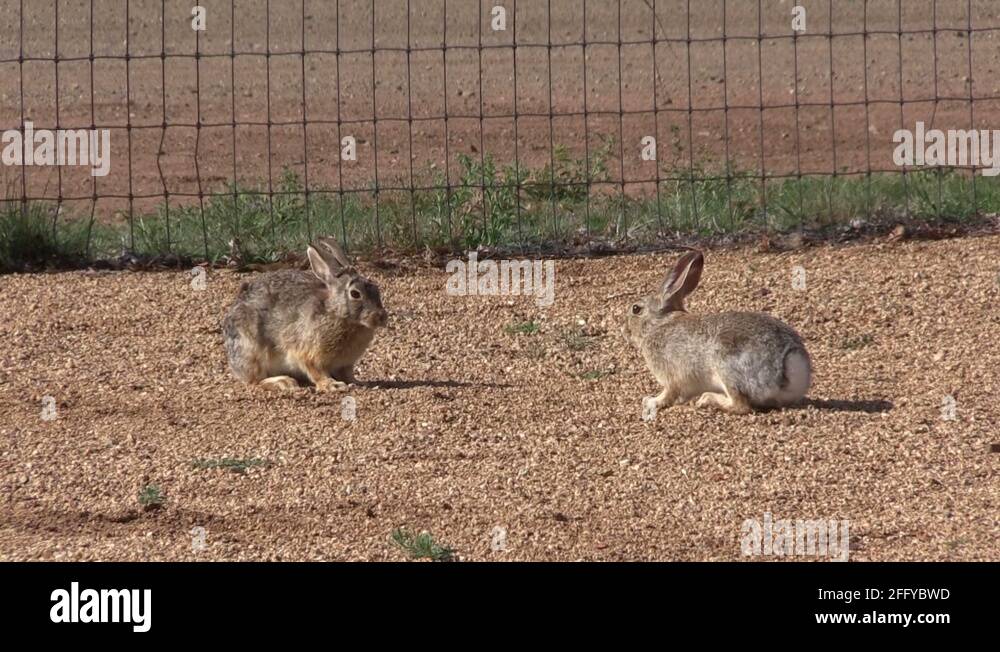 Cottontail rabbits Stock Videos & Footage - HD and 4K Video Clips - Alamy
