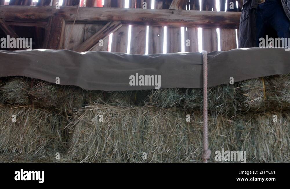 A cowboy plays an old fiddle in barn rafters for barn dance Stock Video ...