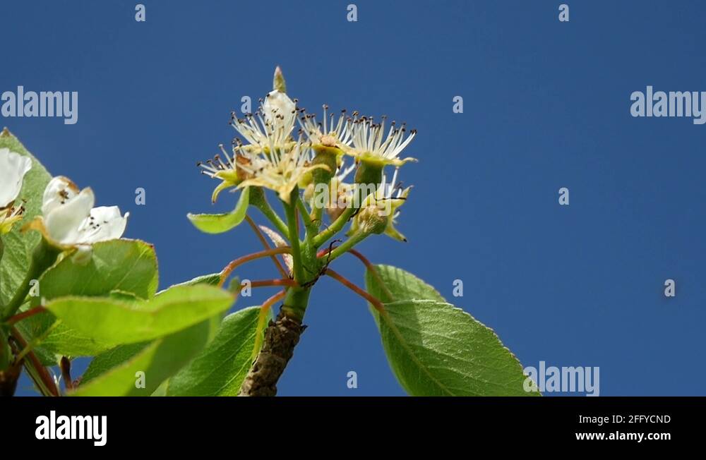 After pollination Stock Videos & Footage - HD and 4K Video Clips - Alamy