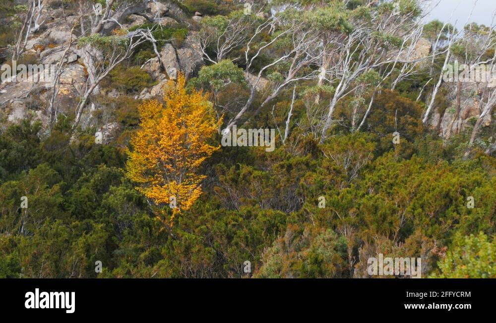 Deciduous beech tree Stock Videos & Footage - HD and 4K Video Clips - Alamy