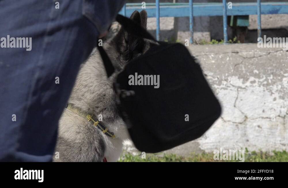 Dog at the stadium close up different breeds of dogs 4k Stock Video ...