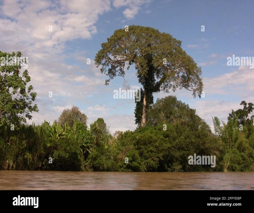 Giant kapok tree Stock Videos & Footage - HD and 4K Video Clips - Alamy