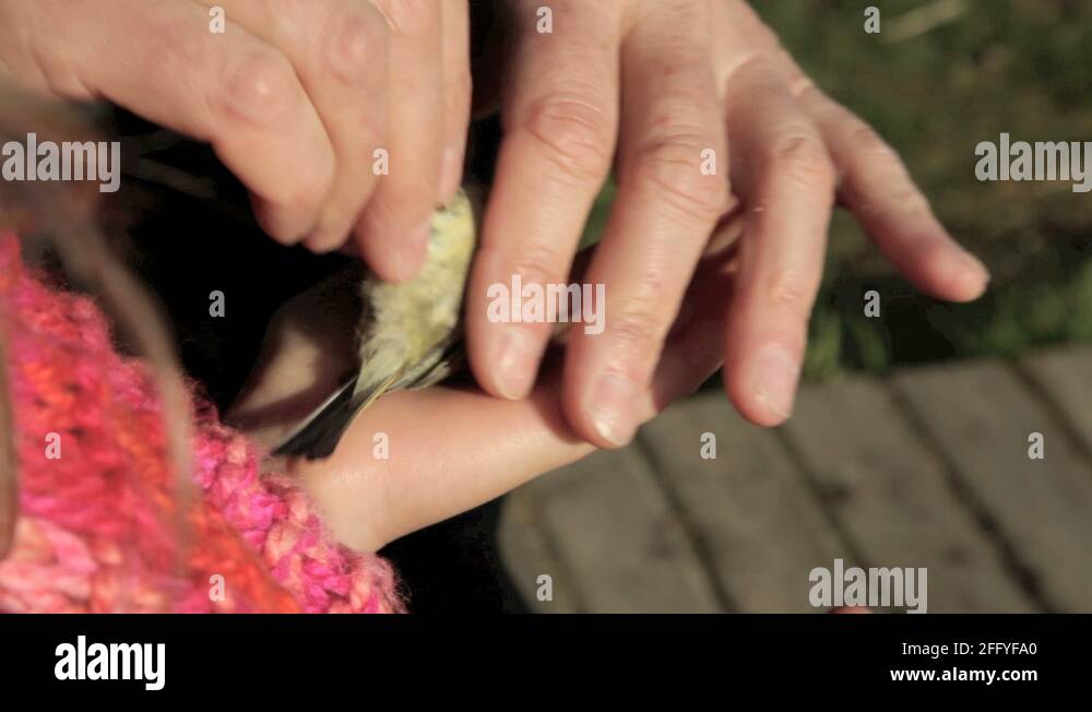 Handling birds Stock Videos & Footage - HD and 4K Video Clips - Alamy