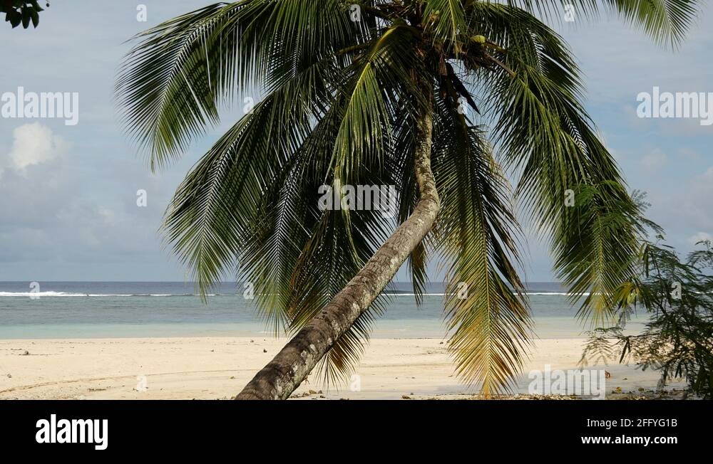 Palmtree and dogs at the beach in Rarotonga Cook Islands Stock Video ...