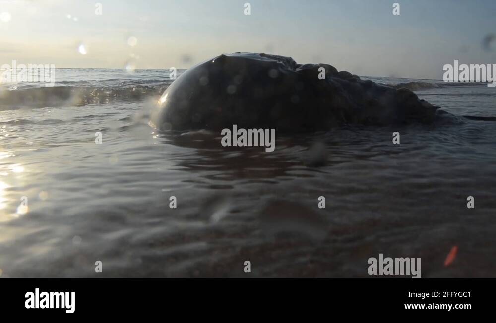 Limulus polyphemus Stock Videos & Footage - HD and 4K Video Clips - Alamy