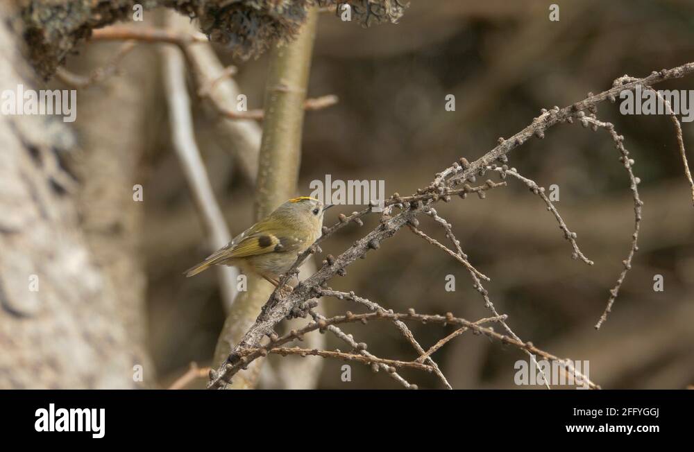 Woodcock flying bird Stock Videos & Footage - HD and 4K Video Clips - Alamy