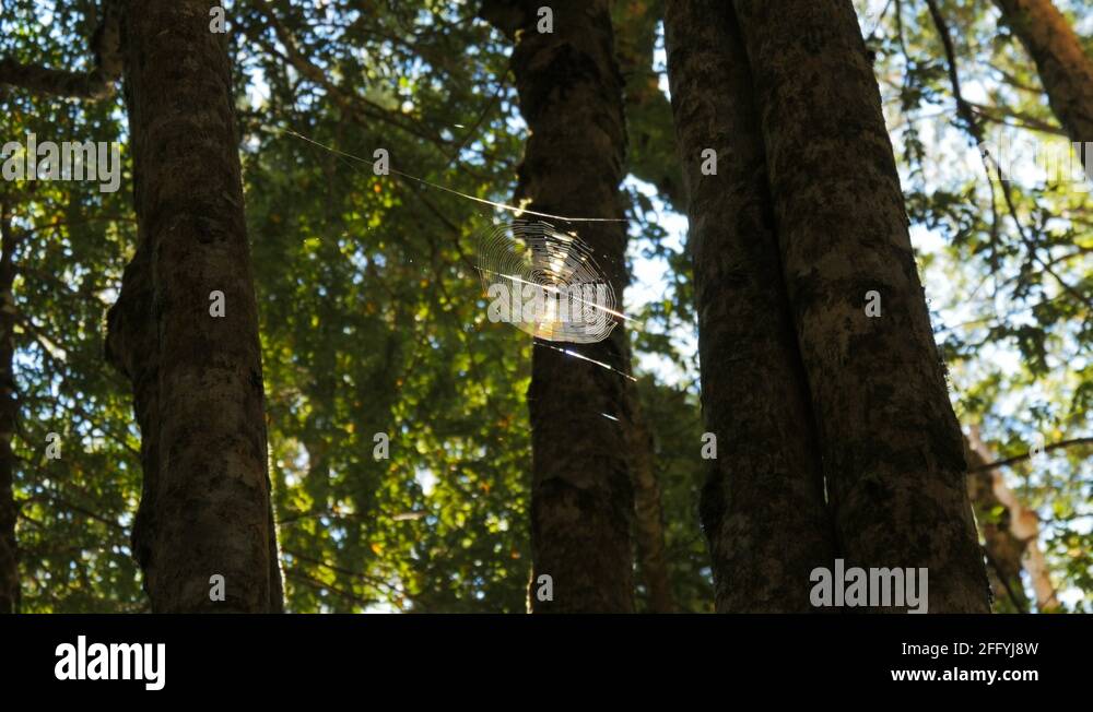 Tasmanian spider Stock Videos & Footage - HD and 4K Video Clips - Alamy