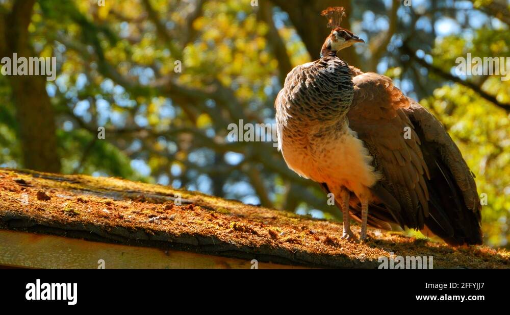 Peahen bird Stock Videos & Footage - HD and 4K Video Clips - Alamy