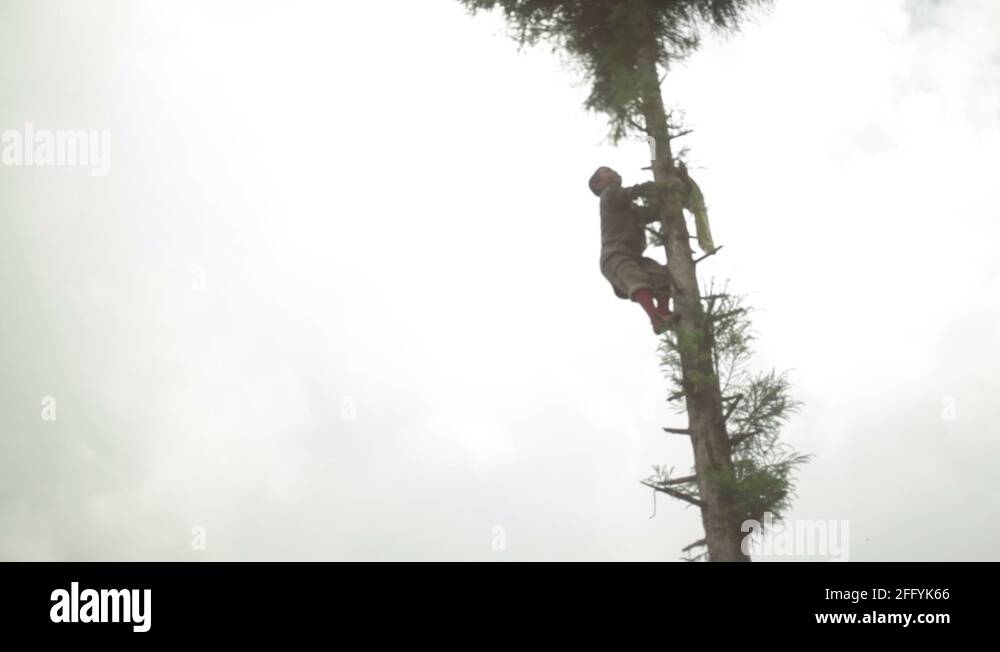 Himalaya village boy climbing a tall tree, India, long shot Stock Video ...