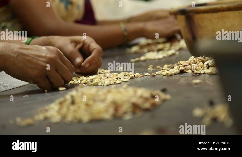 Women picking and sorting cashew nuts with their hands Stock Video ...