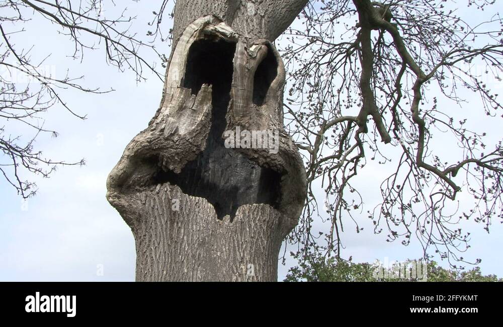 Scary tree face monster Stock Videos & Footage - HD and 4K Video Clips ...