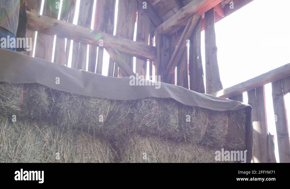 Cowboy plays old fiddle in barn rafters for a barn dance Stock Video ...
