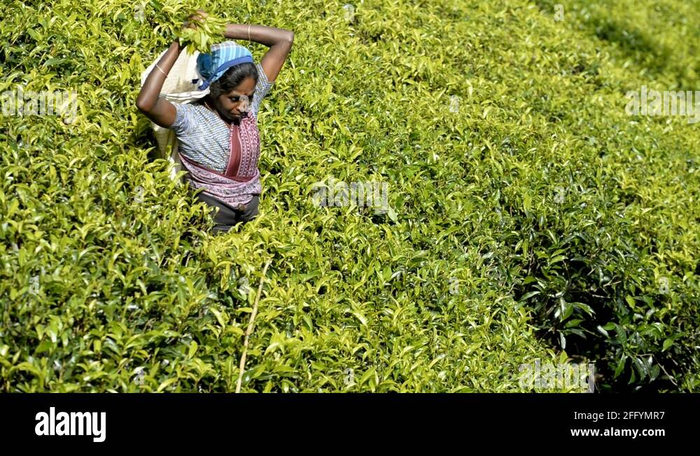 Women working at a tea plantation bringing their harvest to be weighted ...