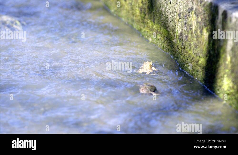 Frog's legs Stock Videos & Footage - HD and 4K Video Clips - Alamy