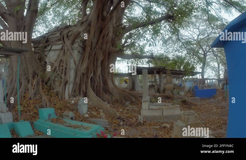 Ray graves Stock Videos & Footage - HD and 4K Video Clips - Alamy