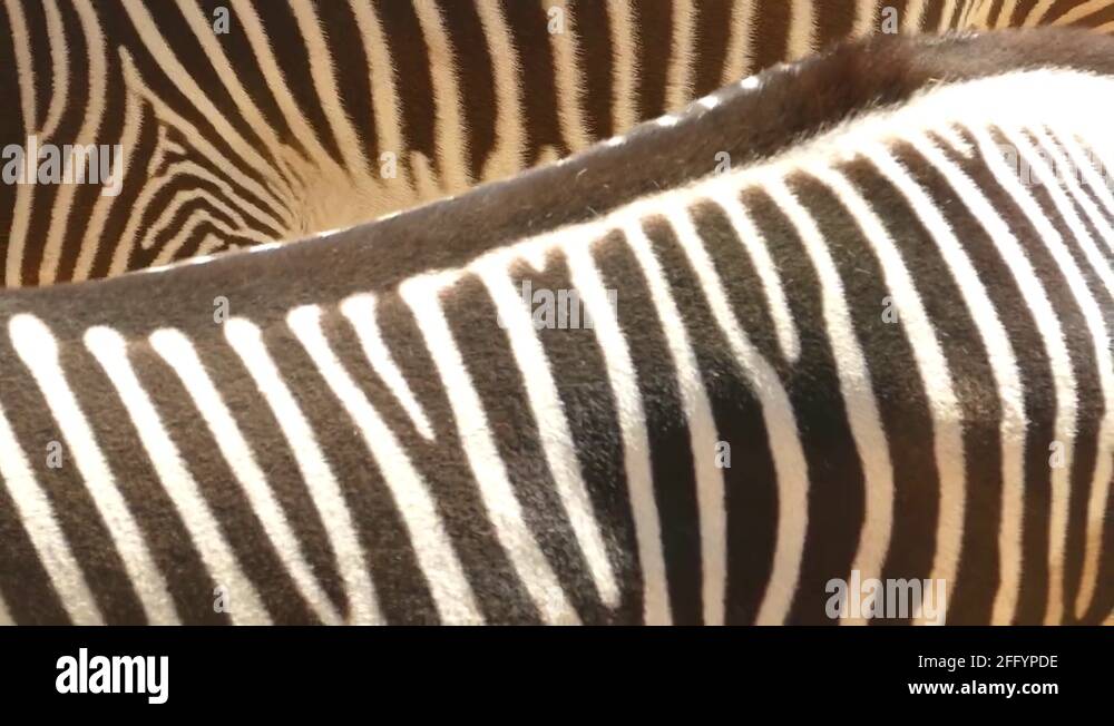 Stripes Stock Videos & Footage - HD and 4K Video Clips - Alamy