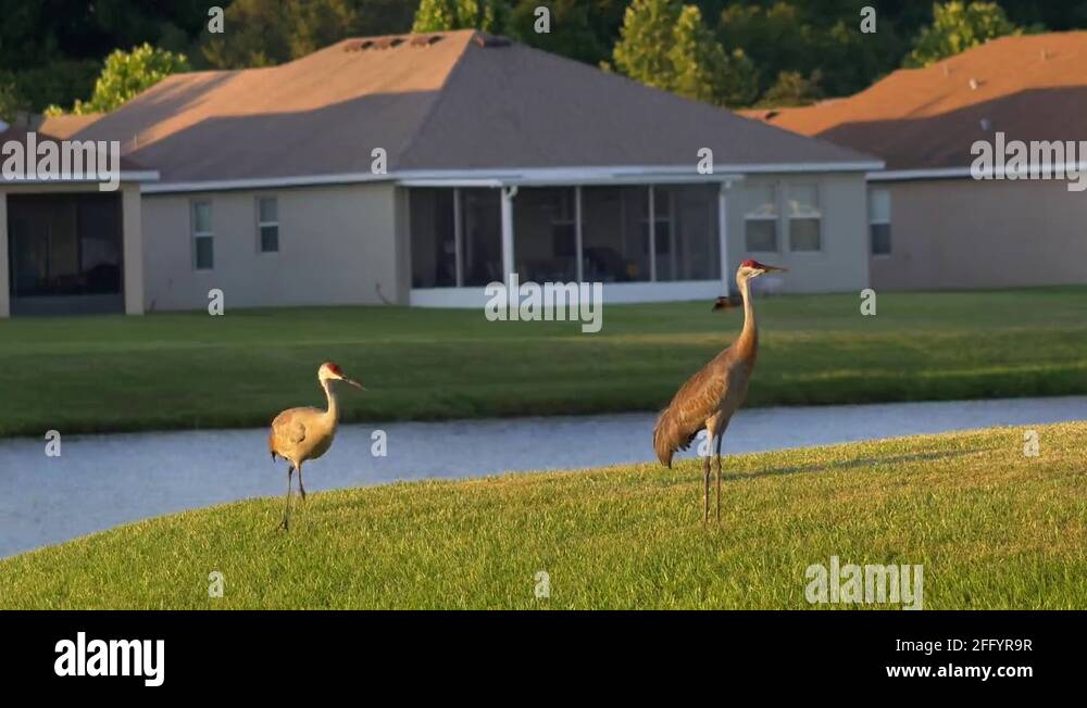 Raptor walk Stock Videos & Footage - HD and 4K Video Clips - Alamy