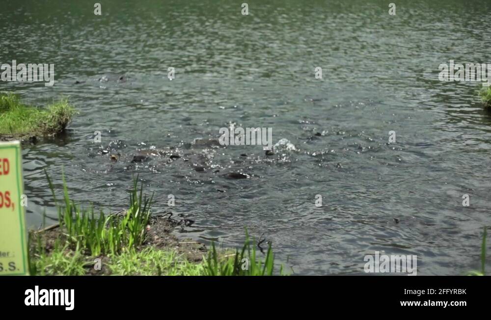 Big fish jumping in holy Khecheopalri lake, Sikkim, long shot Stock ...