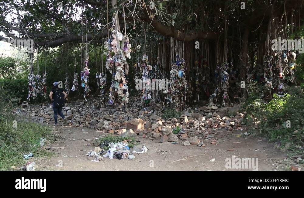 Indian wish tree Stock Videos & Footage - HD and 4K Video Clips - Alamy