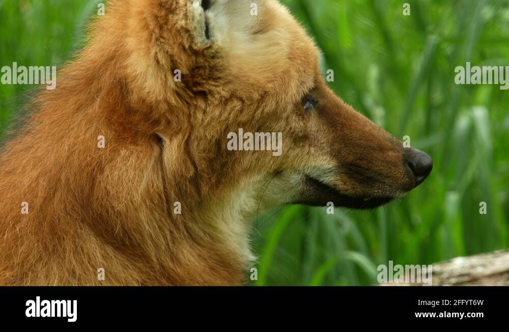 Borochi Stock Videos & Footage - HD and 4K Video Clips - Alamy