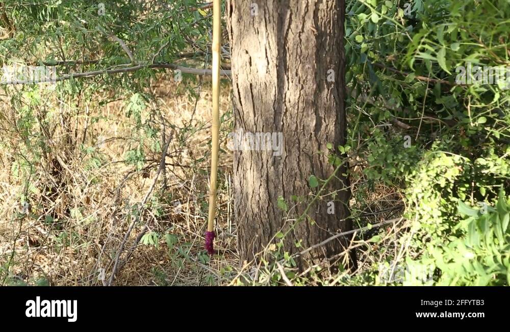 Standing through a tree Stock Videos & Footage - HD and 4K Video Clips ...