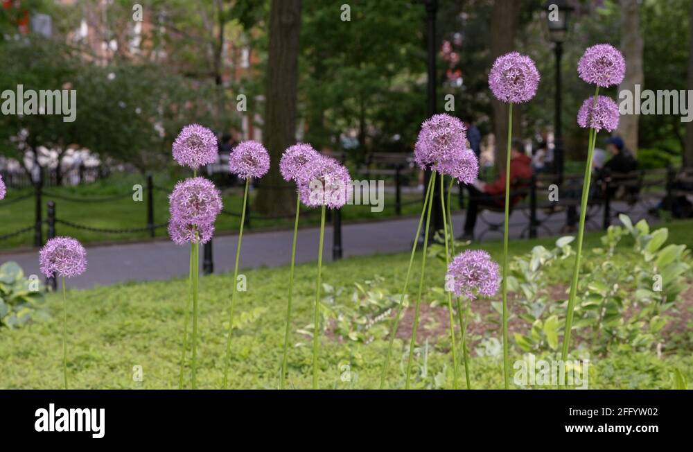 Nyc springtime Stock Videos & Footage - HD and 4K Video Clips - Alamy