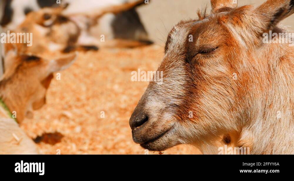 Goat play Stock Videos & Footage - HD and 4K Video Clips - Alamy
