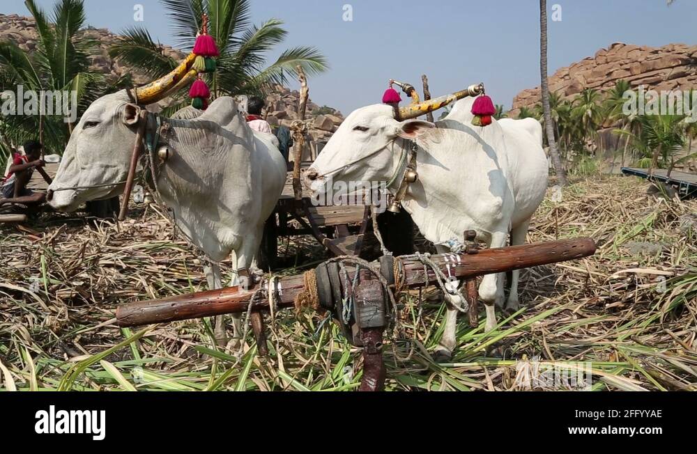 Horned cows Stock Videos & Footage - HD and 4K Video Clips - Alamy