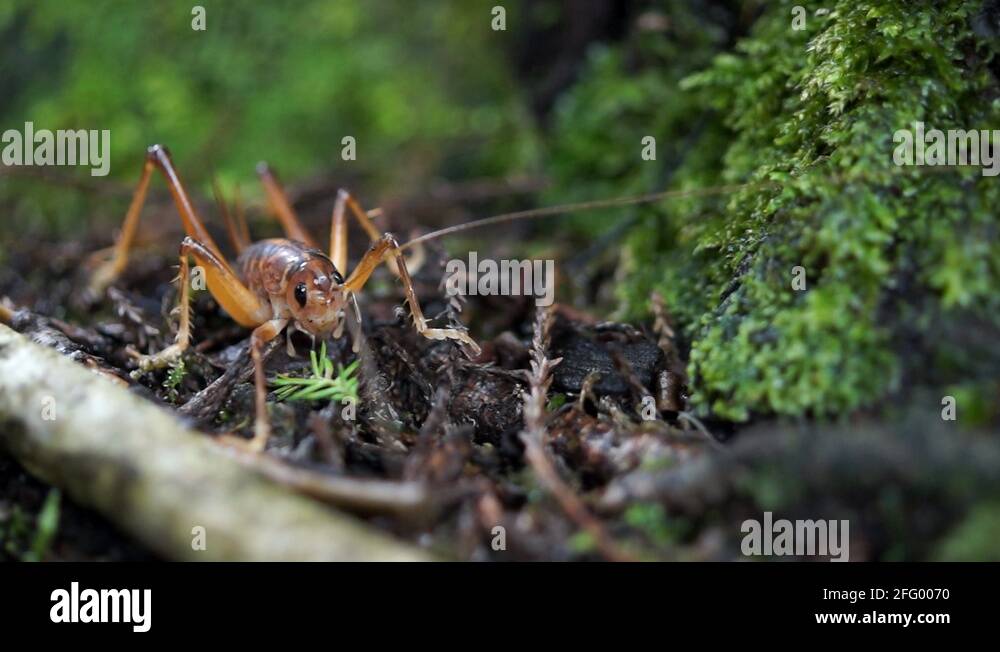 Pest plant new zealand Stock Videos & Footage - HD and 4K Video Clips ...