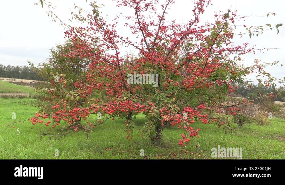 Japanese apple tree Stock Videos & Footage - HD and 4K Video Clips - Alamy