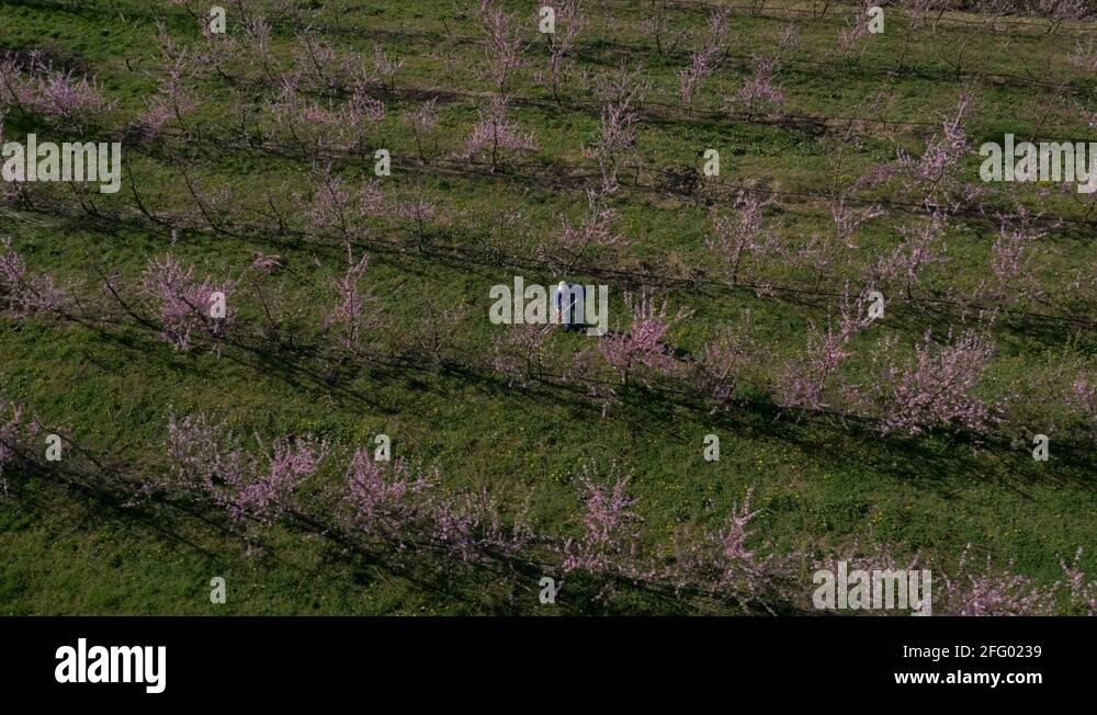 Grafting tool Stock Videos & Footage - HD and 4K Video Clips - Alamy