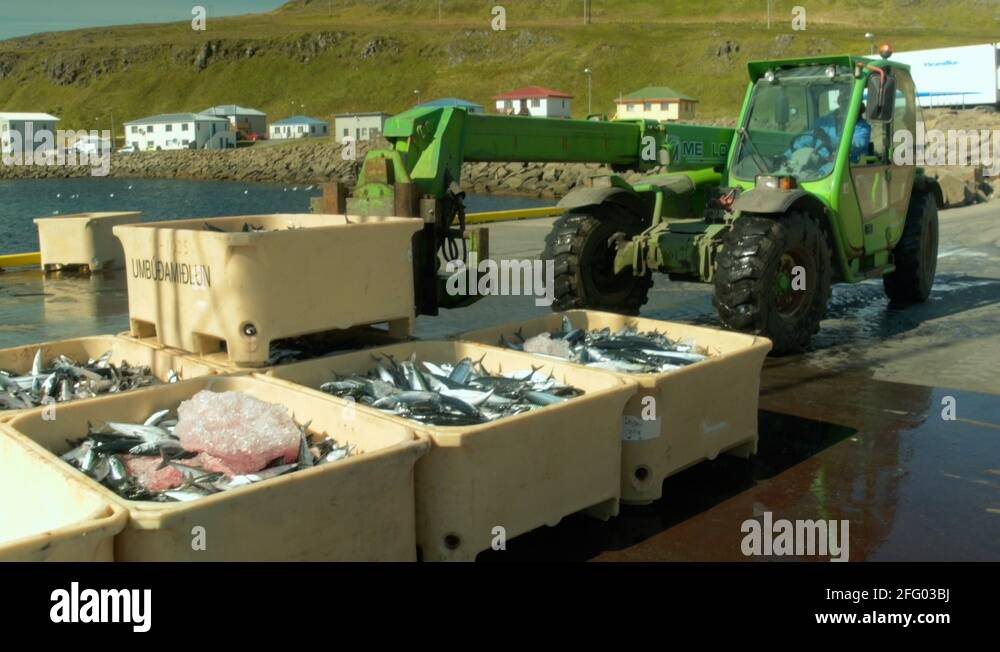 Bins of fish Stock Videos & Footage - HD and 4K Video Clips - Alamy