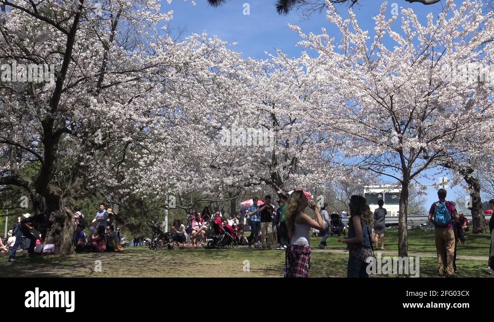 Cherry Blossoms or Sakura Flowers hit peak bloom at High Park, Toronto ...