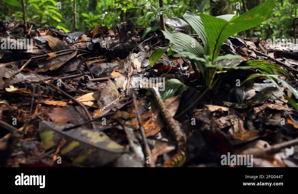 Checkerbelly Snake (Siphlophis cervinus Stock Video Footage - Alamy