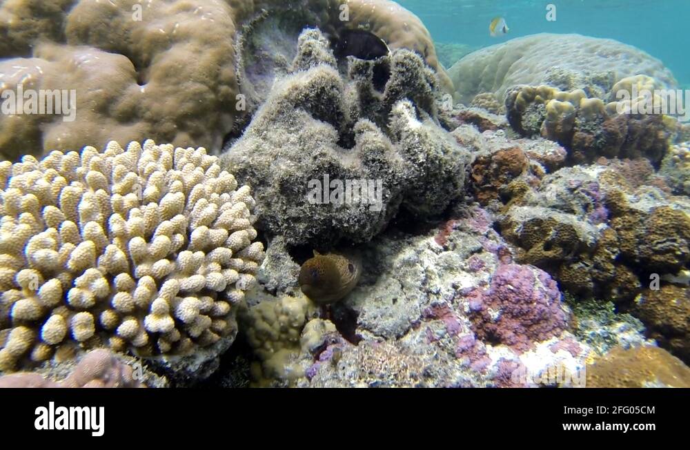 Cook islands fish Stock Videos & Footage - HD and 4K Video Clips - Alamy