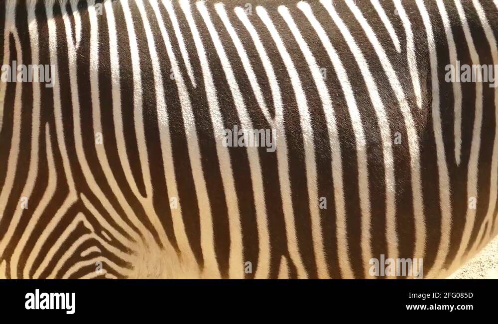 Stripes Stock Videos & Footage - HD and 4K Video Clips - Alamy
