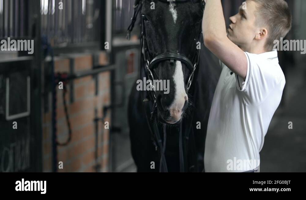 Stallion behavior Stock Videos & Footage - HD and 4K Video Clips - Alamy