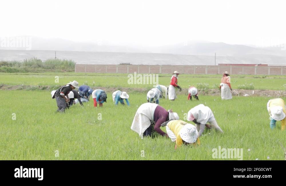 Rice Farmers Working Paddy Field, Traditional Planting, Weeding and ...