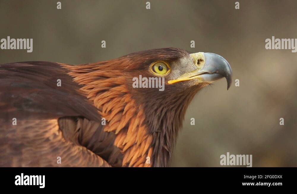 Aquila chrysaetos chrysaetos Stock Videos & Footage - HD and 4K Video ...