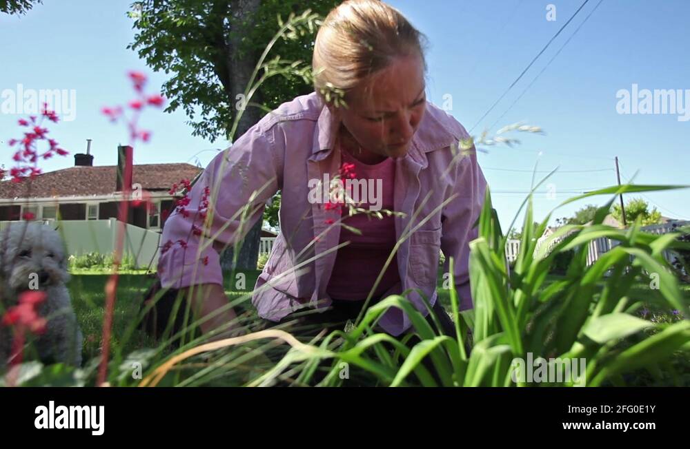 A woman gardening Stock Videos & Footage - HD and 4K Video Clips - Alamy