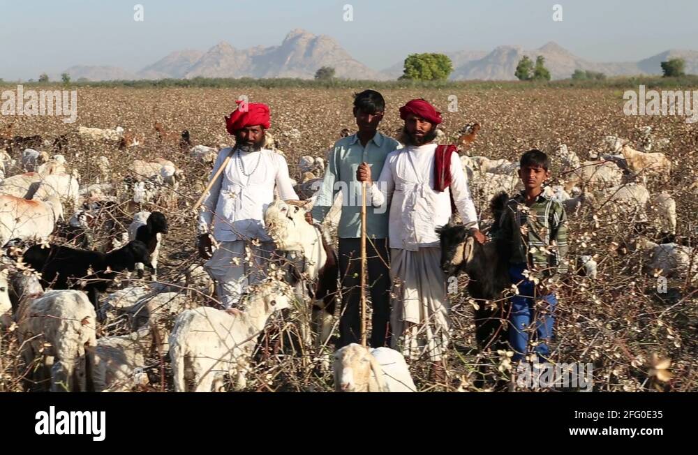 Livestock keepers Stock Videos & Footage - HD and 4K Video Clips - Alamy