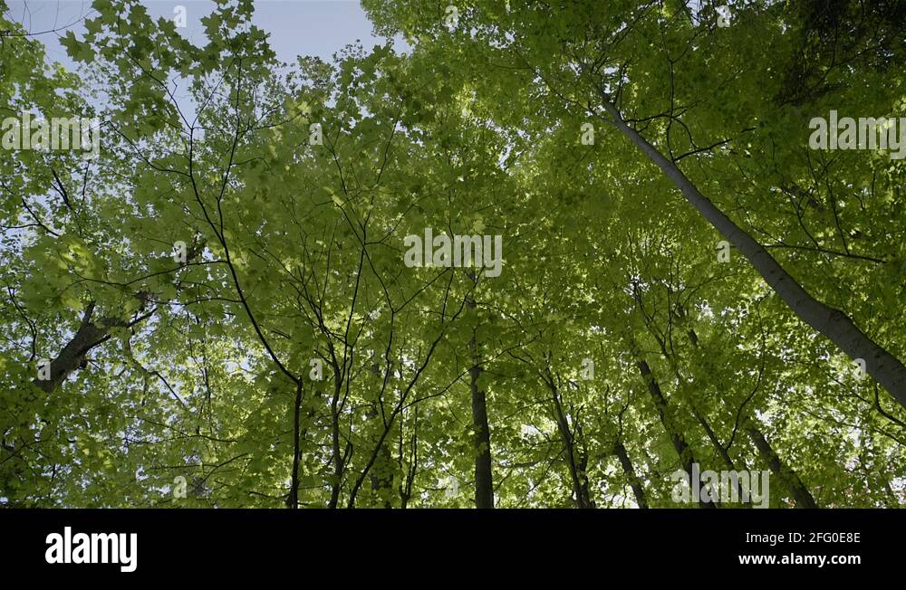 Looking up at tall trees in a forest. 4K UHD Stock Video Footage - Alamy