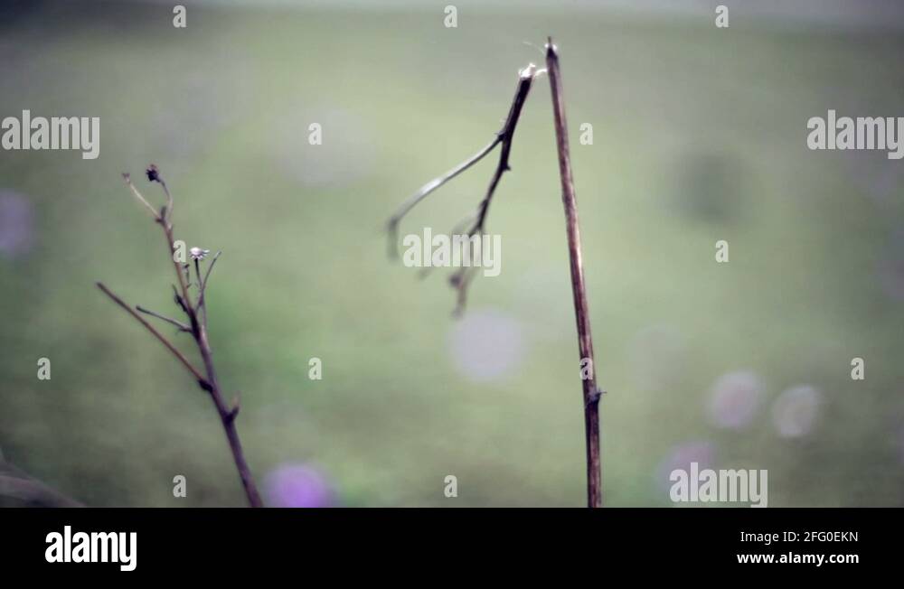 Snapping tree branch Stock Videos & Footage - HD and 4K Video Clips - Alamy
