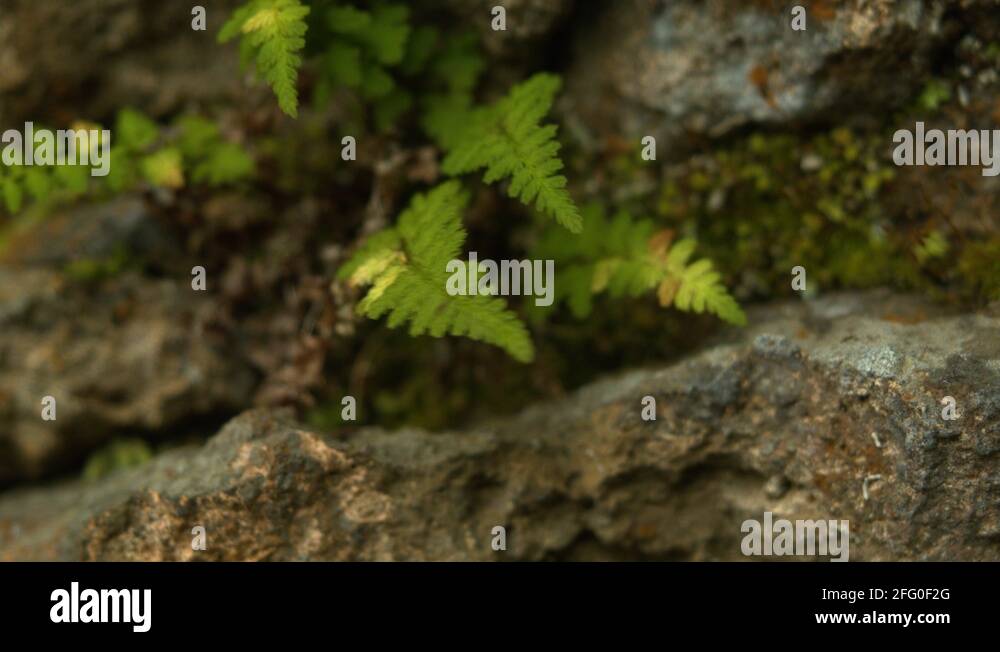 Little ferns Stock Videos & Footage - HD and 4K Video Clips - Alamy
