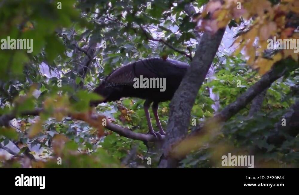 Wild animal in a tree Stock Videos & Footage - HD and 4K Video Clips ...