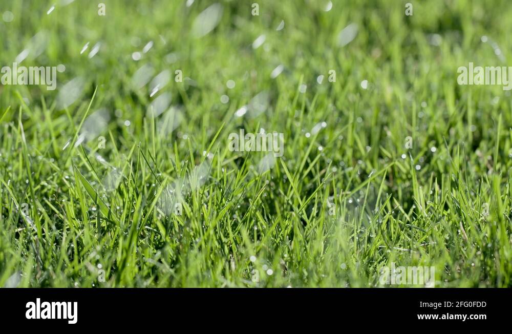 Rain falling on grass Stock Videos & Footage - HD and 4K Video Clips ...